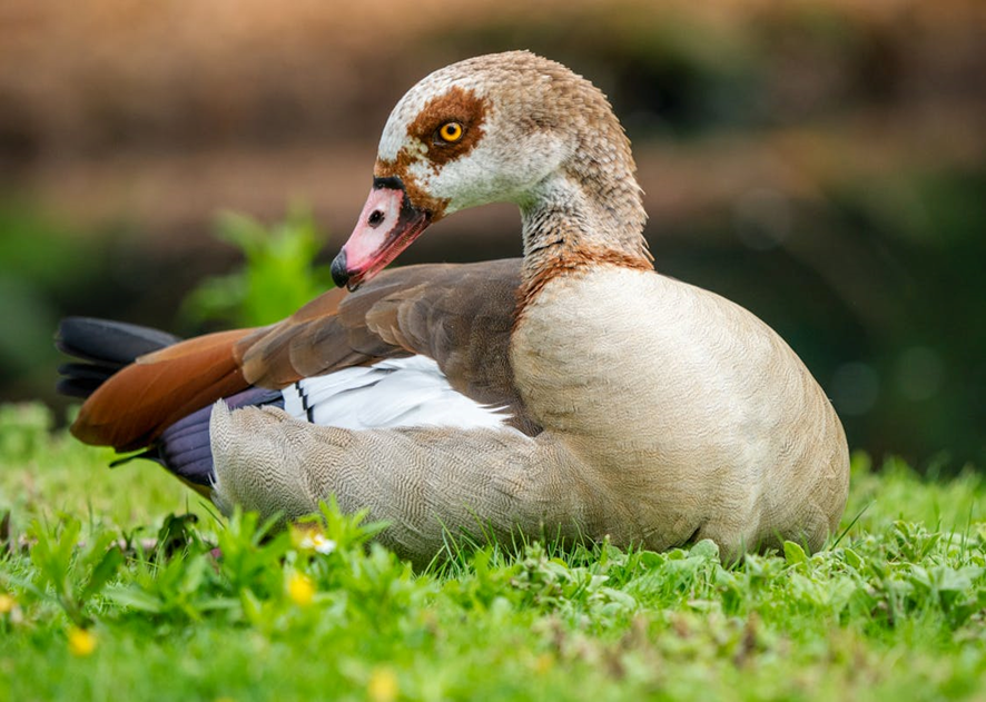 O que significa sonhar com pato colorido na bíblia? - Interpretação de ...
